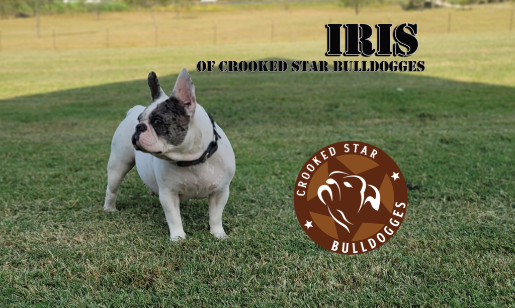 Iris of Crooked Star Bulldogges | Crooked Star Bulldogges and Frenchies