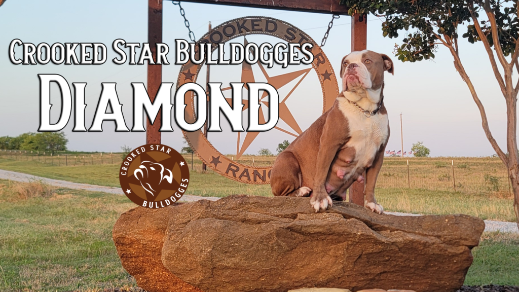 Our Breeding Females | Not Everything is Created Equal!